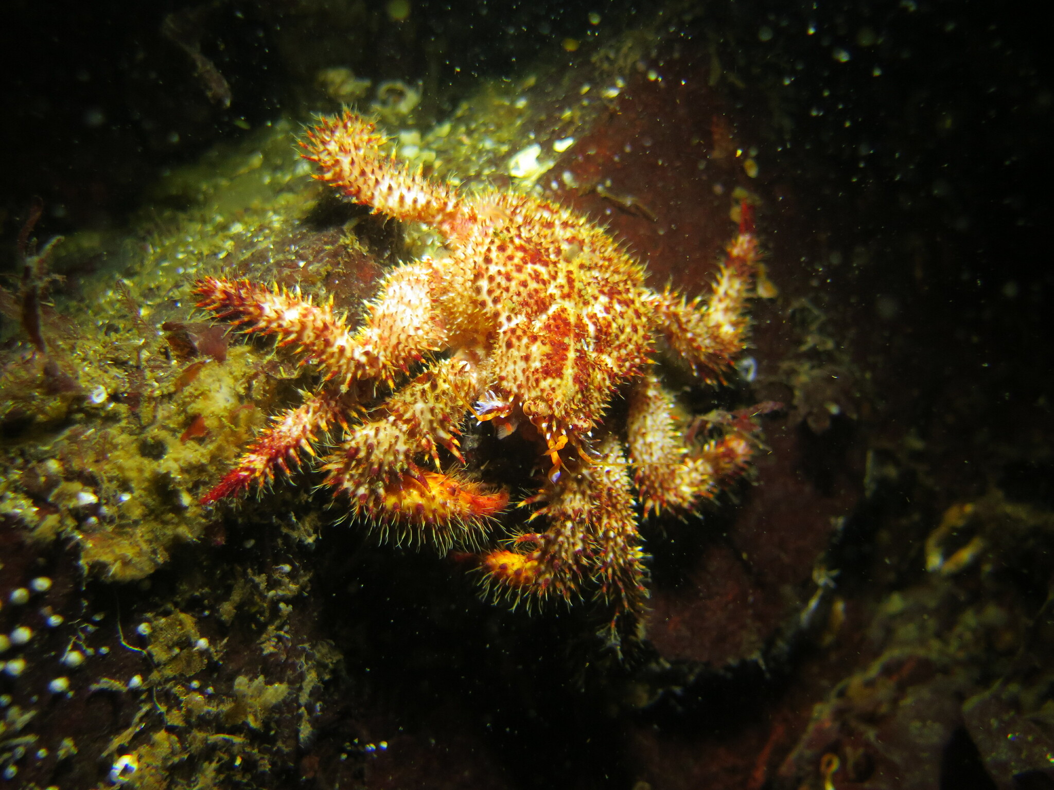 Acantholithodes hispidus (Stimpson, 1860)