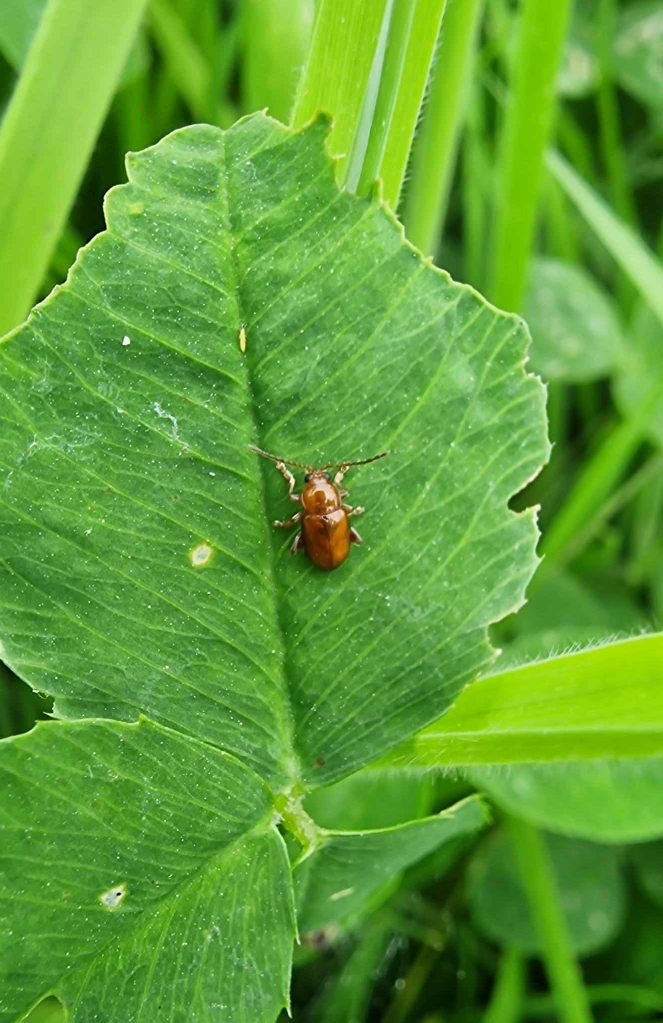 Sphaeroderma testaceum (Fabricius, 1775)