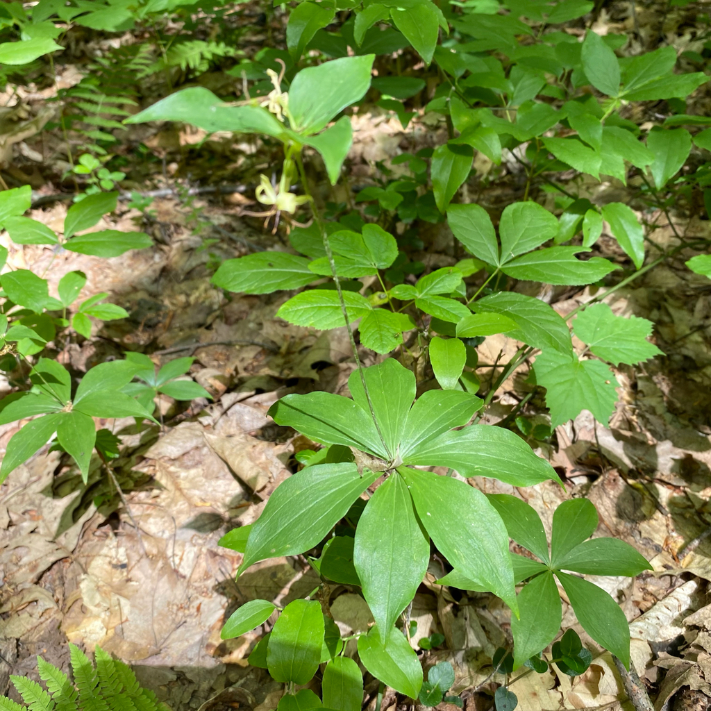 Cucumber Root from Michigan City on June 15, 2022 at 02:35 PM by ...