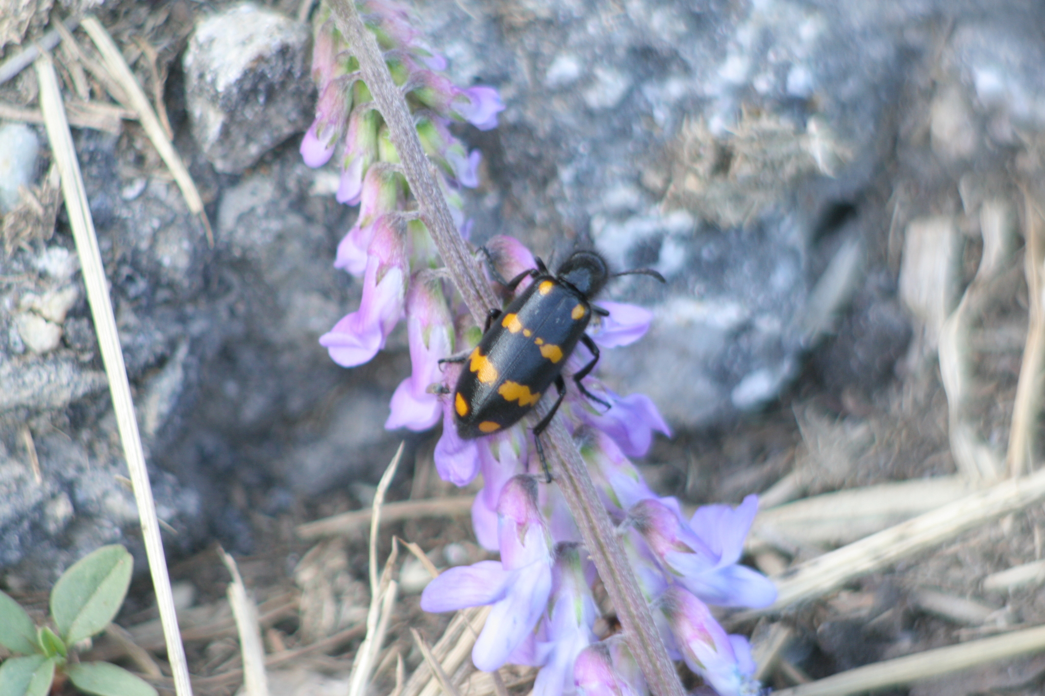 Hycleus polymorphus (Pallas, 1771)