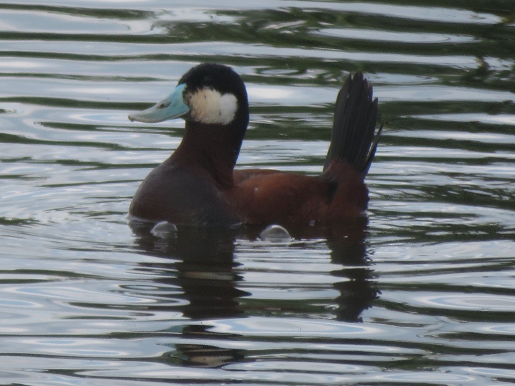 Ruddy Duck from Leidschendam, Nederland on June 14, 2022 at 01:25 PM by ...