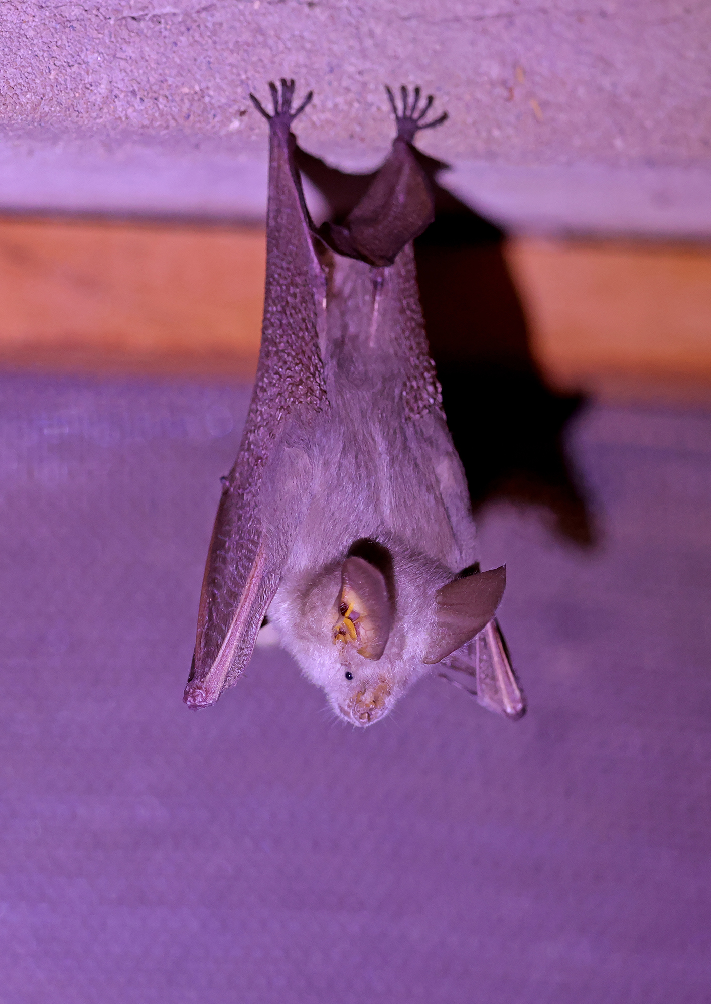 Nycteris hispida (Schreber, 1775)