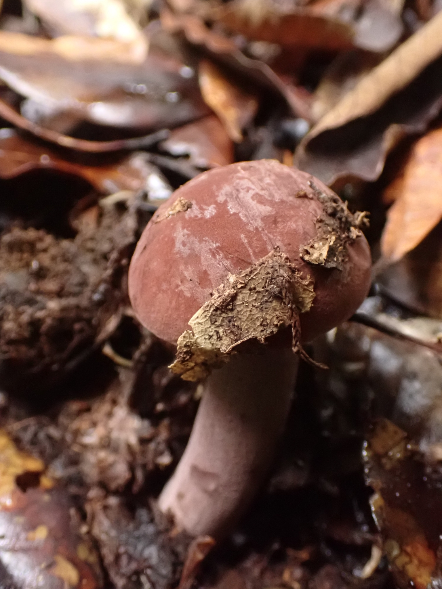 Sutorius eximius (Peck) Halling, Nuhn & Osmundson