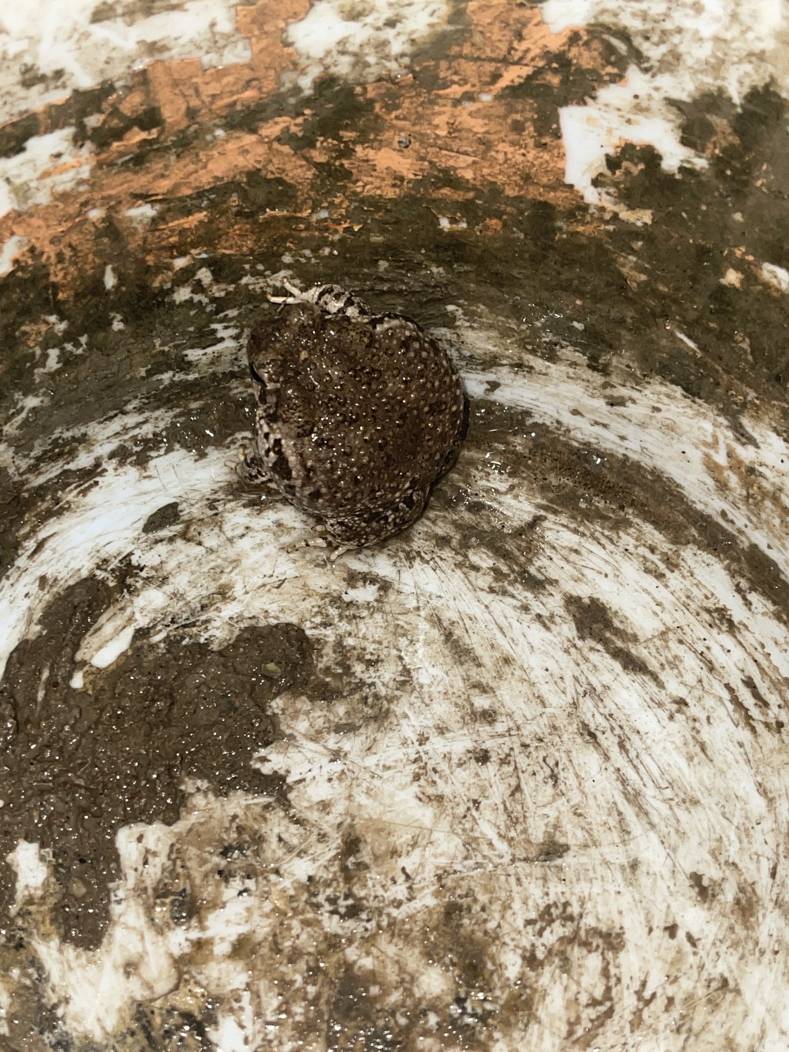 Anaxyrus compactilis (Wiegmann, 1833)