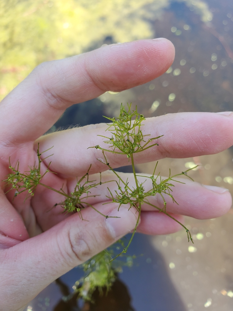 Stonewort in June 2022 by Katie Kucera · iNaturalist