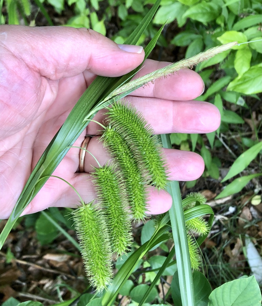 bristly sedge from Lake Cochituate, Wayland, MA, US on June 12, 2022 at ...