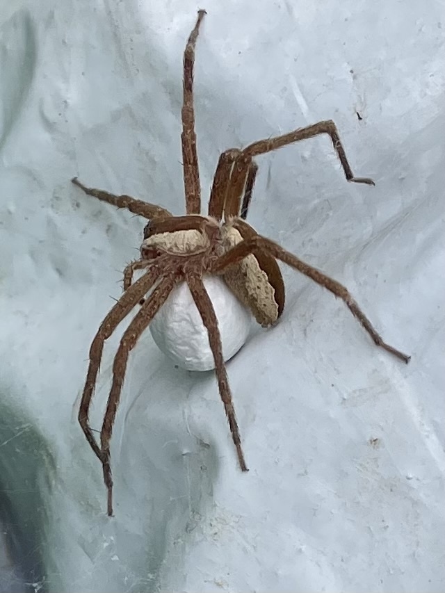 American Nursery Web Spider from Starbird Dr, Jericho, VT, US on June ...