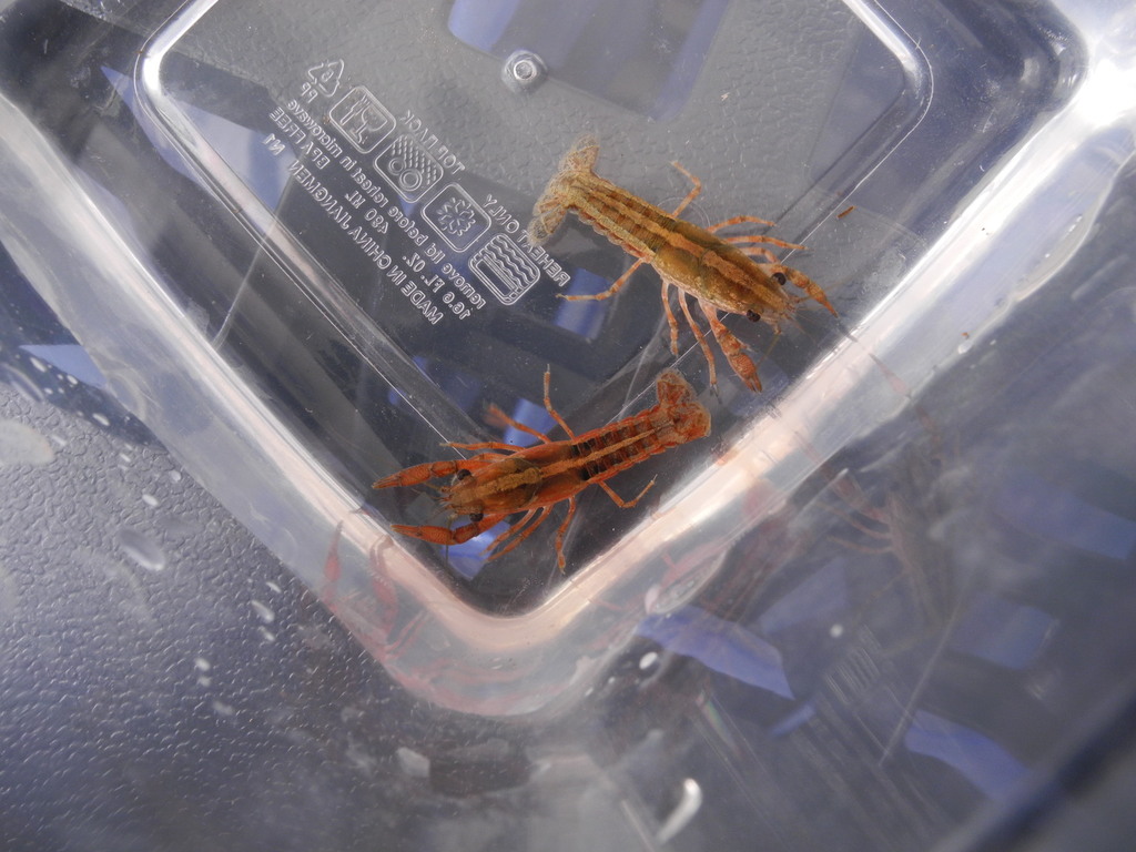 Ditch Fencing Crayfish (Crayfishes of Georgia) · iNaturalist