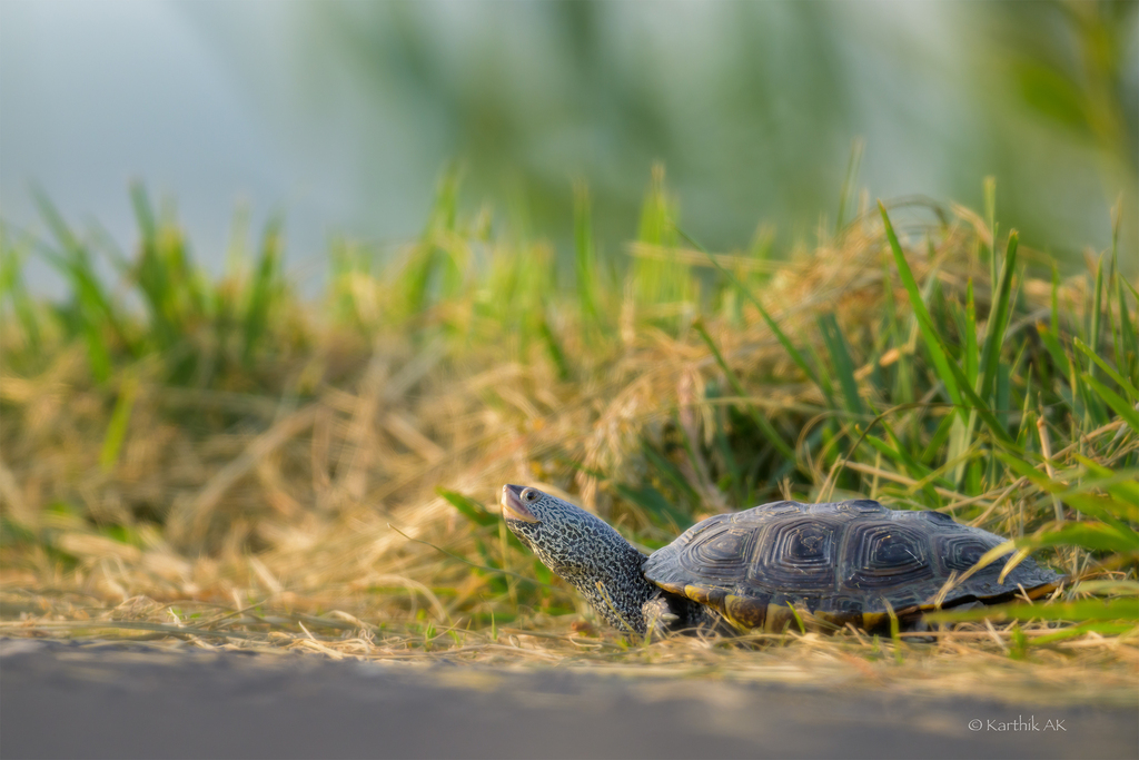 Diamondback Terrapin from 2501-2599 Refuge Entrance Rd, Smyrna, DE ...