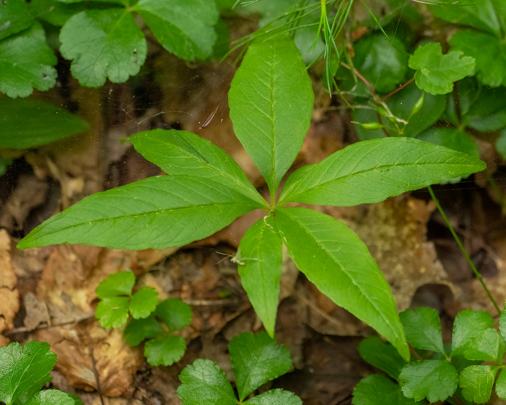 northern starflower from Peterborough, NH 03458, USA on June 14, 2022 ...