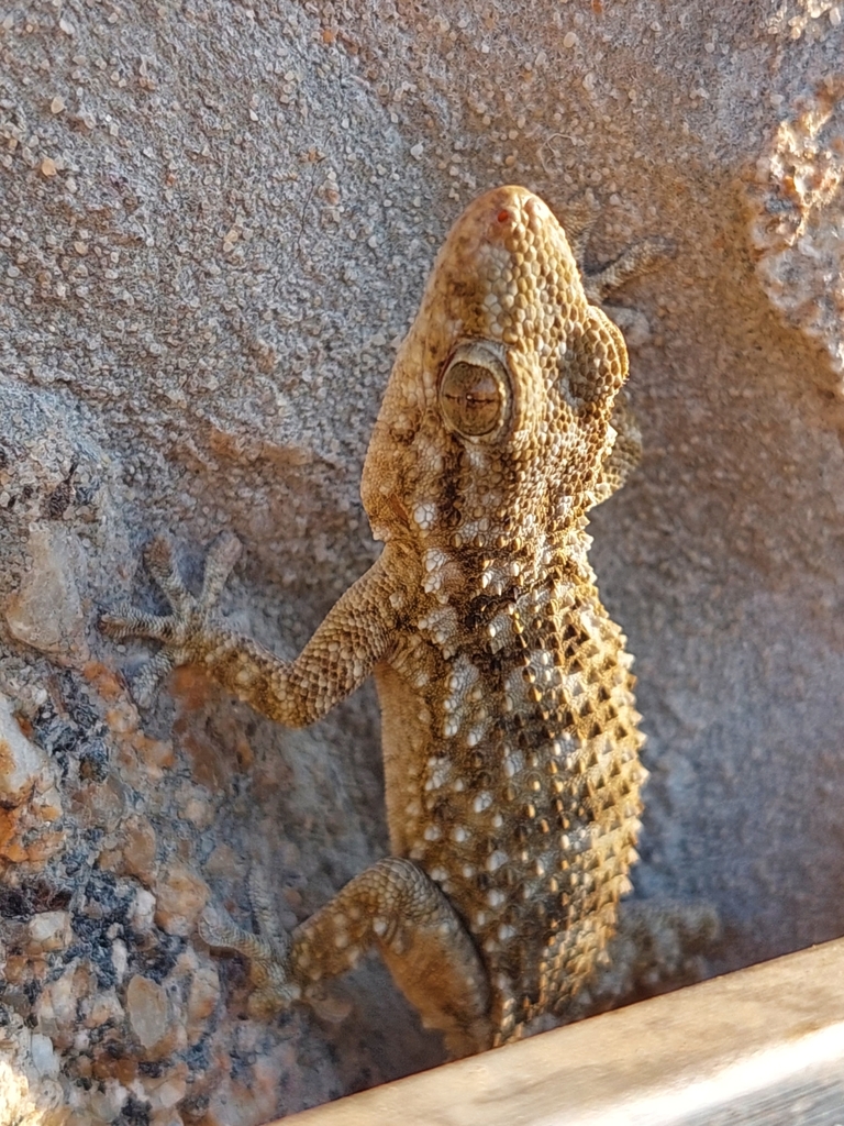 Moorish Gecko from 4660-304, Portugal on June 12, 2022 at 07:32 PM by ...