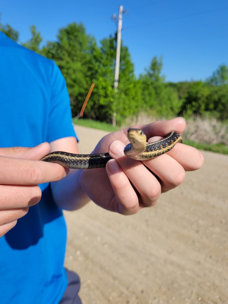 Common Garter Snake from Otter Tail County, MN, USA on June 03, 2022 at ...