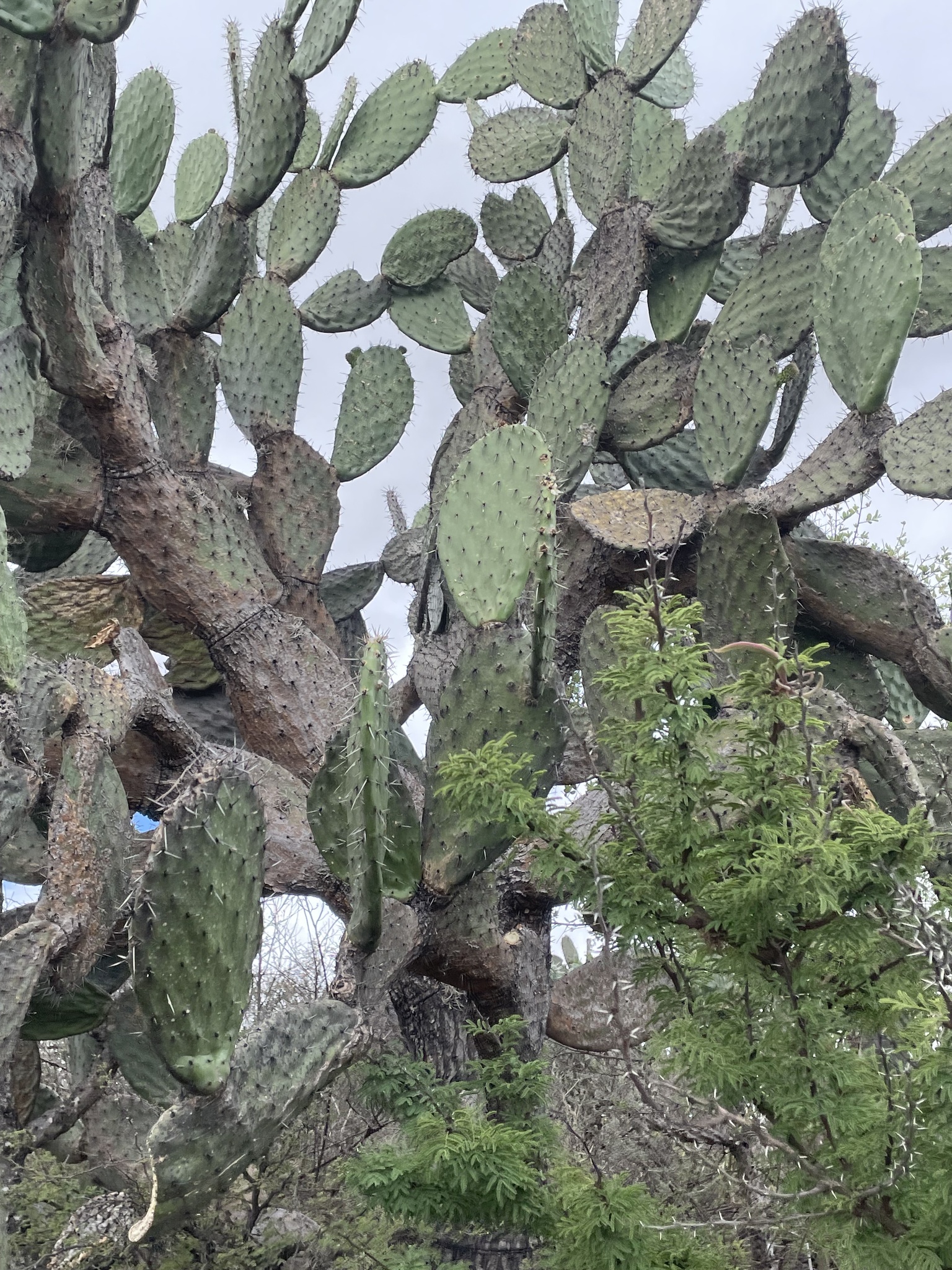 Opuntia streptacantha Lem.