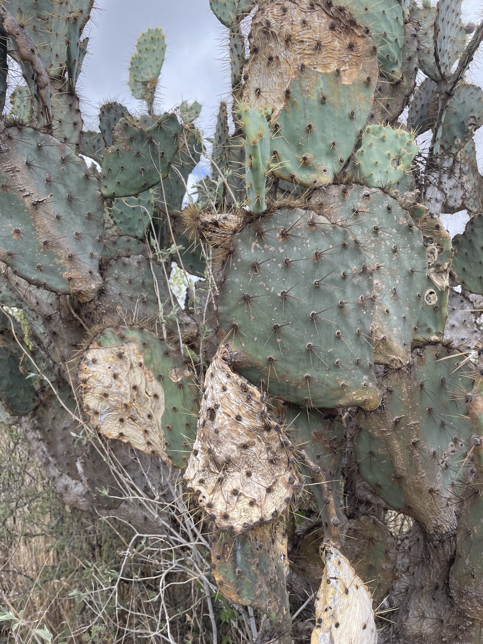 Opuntia streptacantha Lem.