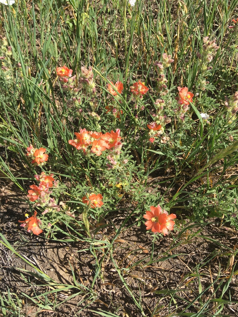 Scarlet Globemallow from Dyer Rd, Louisville, CO, US on June 15, 2022 ...