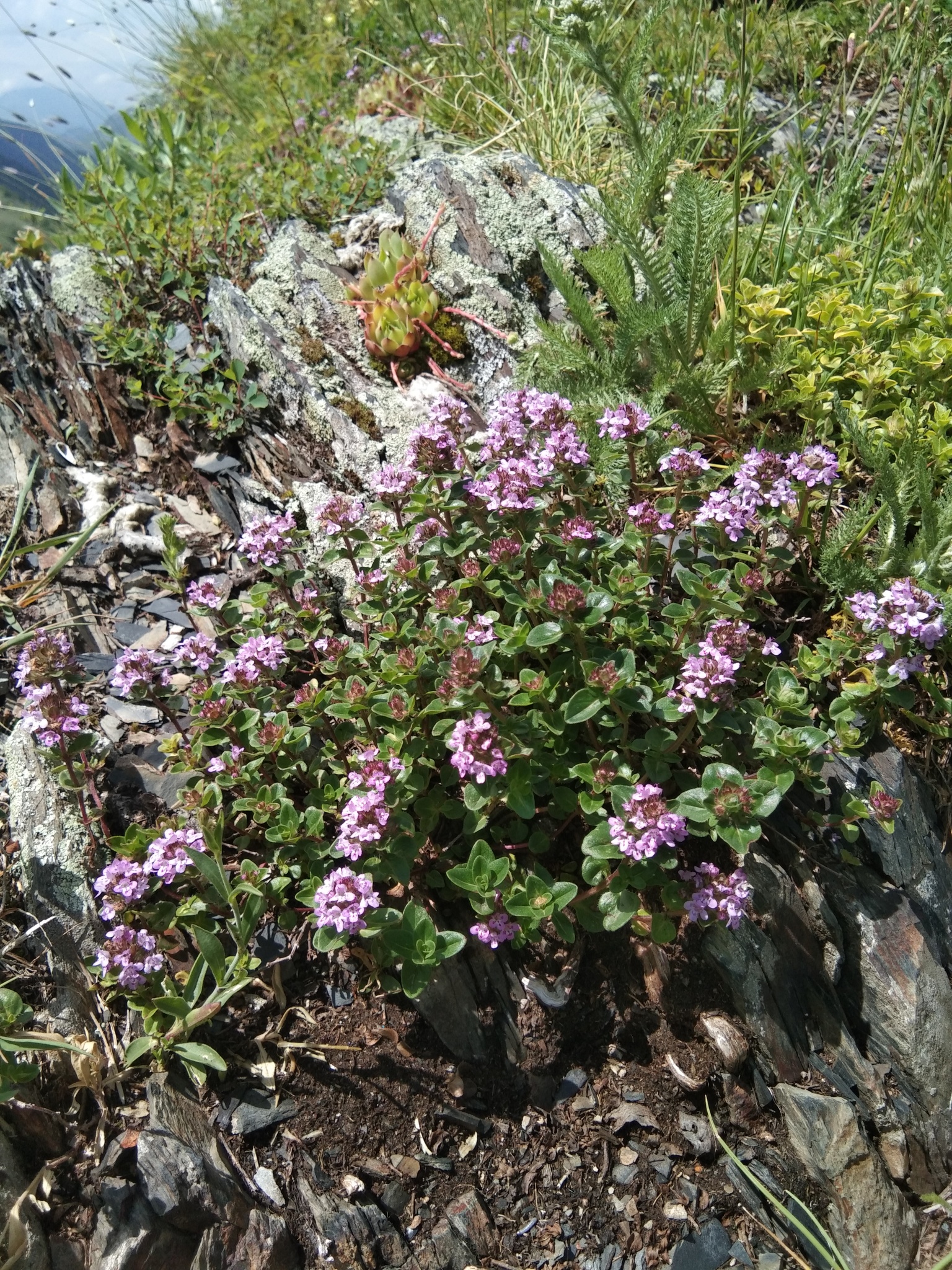 Thymus nummularius M.Bieb.