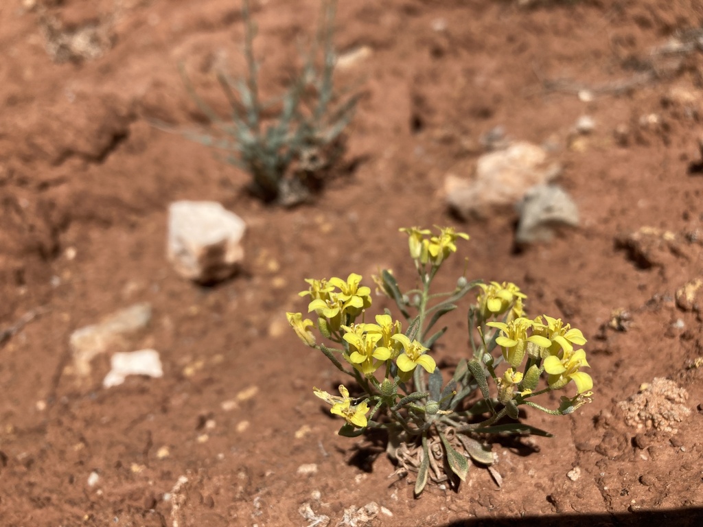 Physaria pachyphylla from Greybull, WY, US on June 15, 2022 at 03:46 PM ...