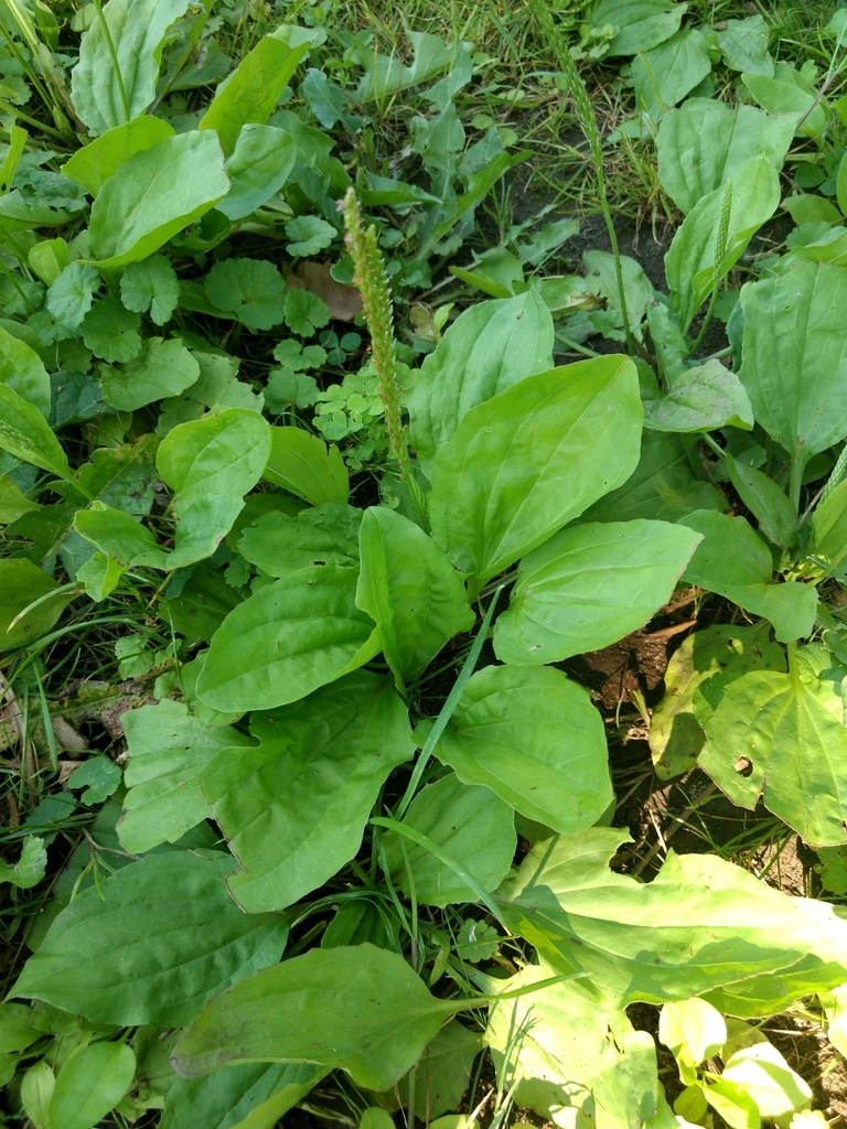 American plantain from 265T River St, Windsor, CT 06095, USA on July 1 ...