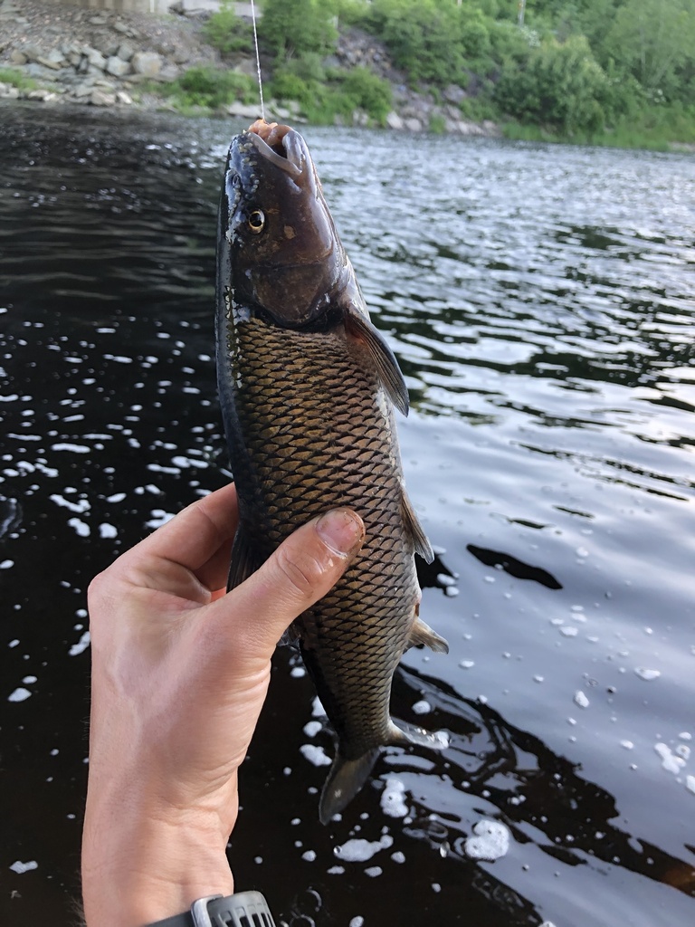 Fallfish from Nashwaak River, St. Marys, NB, CA on June 15, 2022 at 07: ...