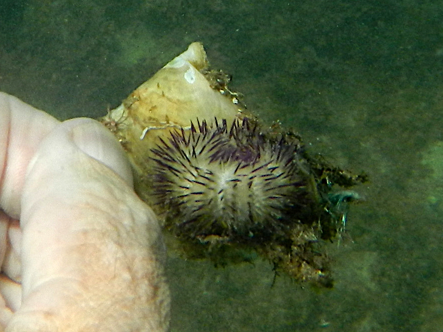 Temnopleurus from Tweed Heads Beach, NSW, Australia on November 15 ...