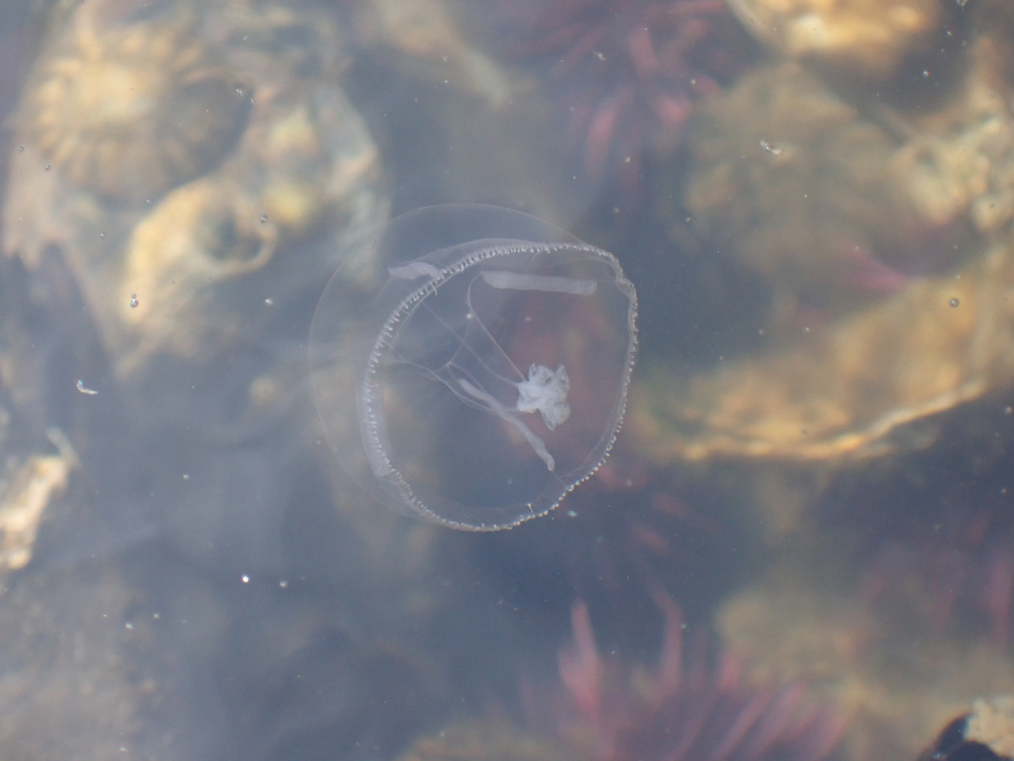 Eutonina indicans (Romanes, 1876)