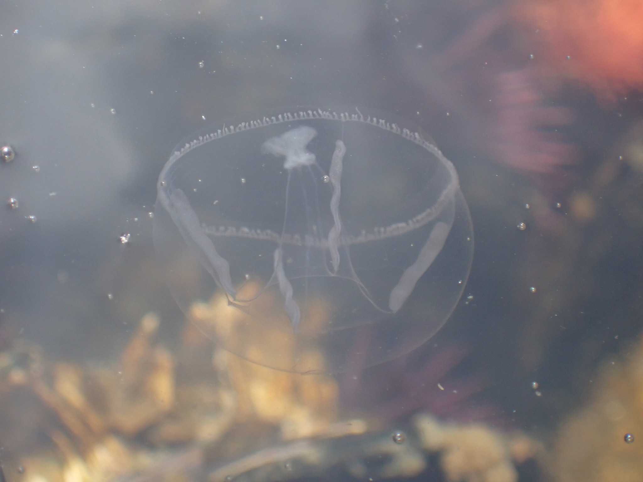 Eutonina indicans (Romanes, 1876)