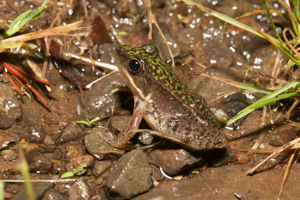 Highland Frog from La Esperanza, Honduras on June 08, 2022 at 08:12 PM ...
