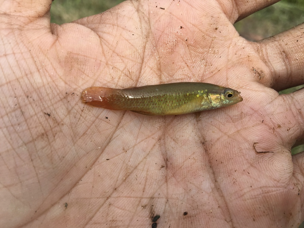 golden topminnow in June 2022 by suchosauros. Adult male · iNaturalist