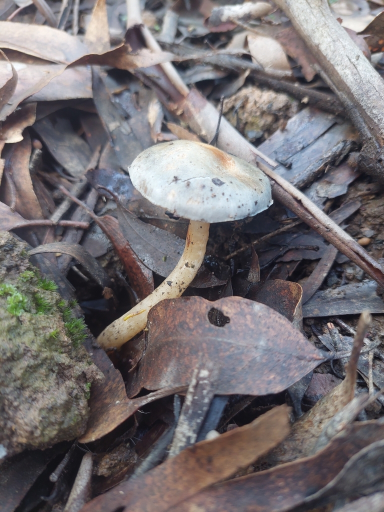 elegant blue webcap from Glen Park VIC 3352, Australia on June 14, 2022 ...