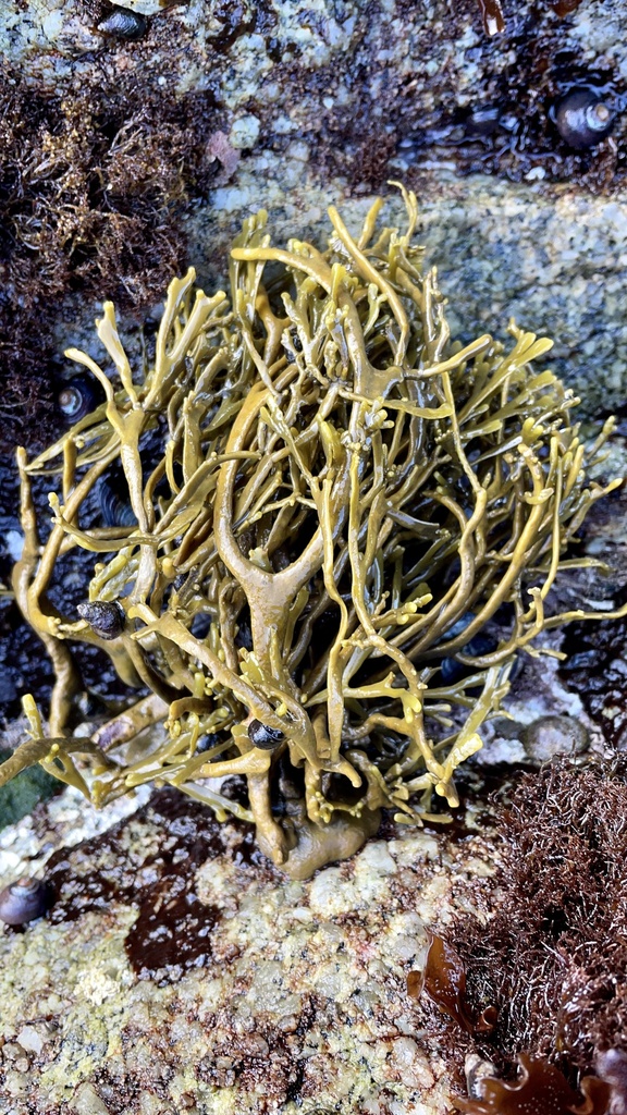 golden rockweed from Scenic Rd, CA, US on June 14, 2022 at 07:06 AM by ...