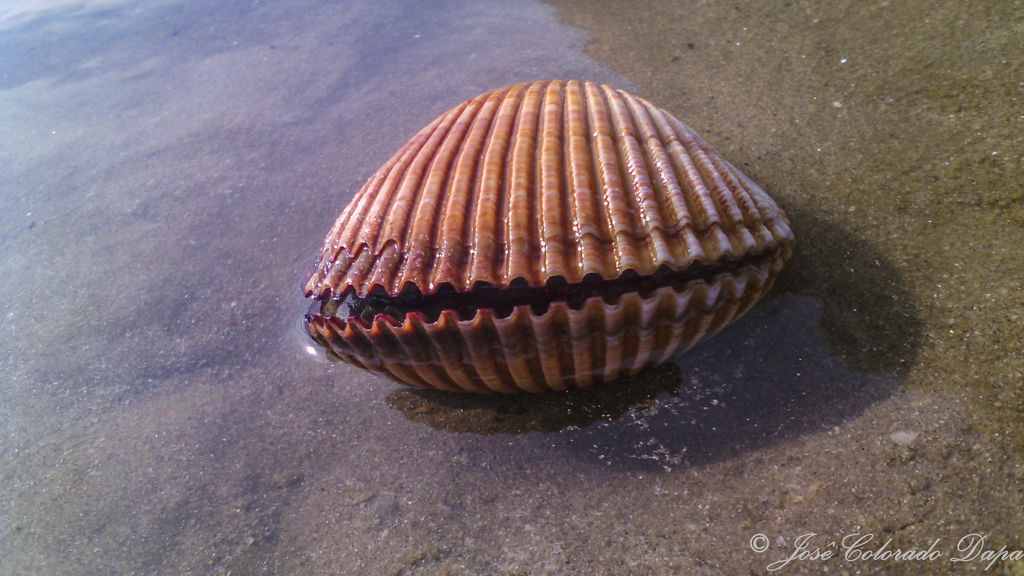 Giant Atlantic Cockle from Laguna Madre y Delta del Rió Bravo on June ...