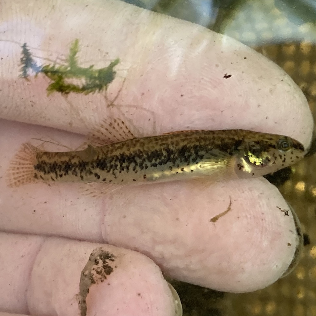 Swamp Darter from Higman Mill Rd, Sudlersville, MD, US on June 15, 2022 ...