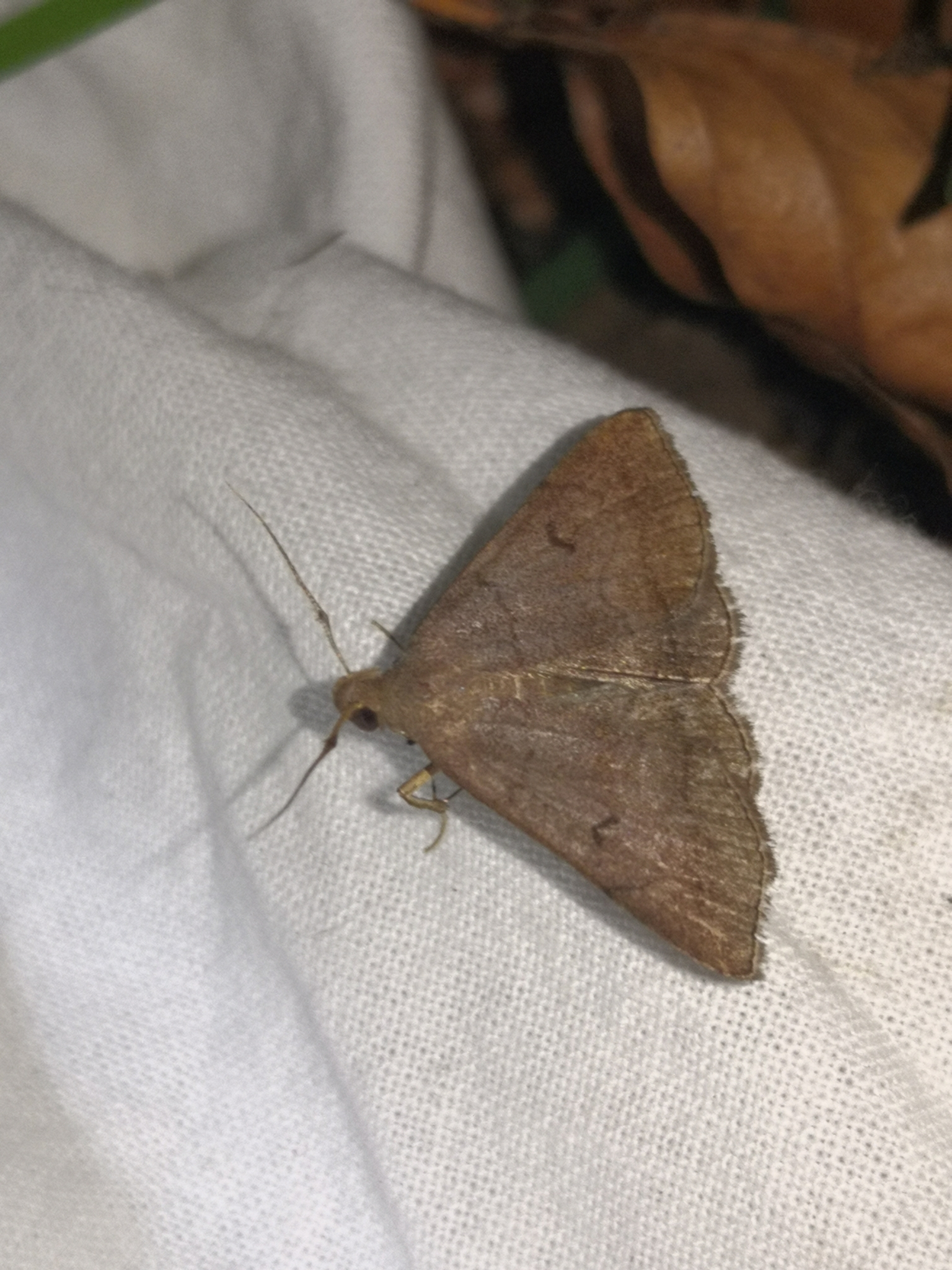 Zanclognatha lunalis (Scopoli, 1763)