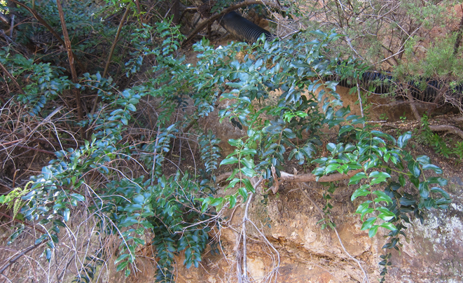 Tree Tutu from Kerikeri, New Zealand on June 14, 2022 at 12:11 PM by ...