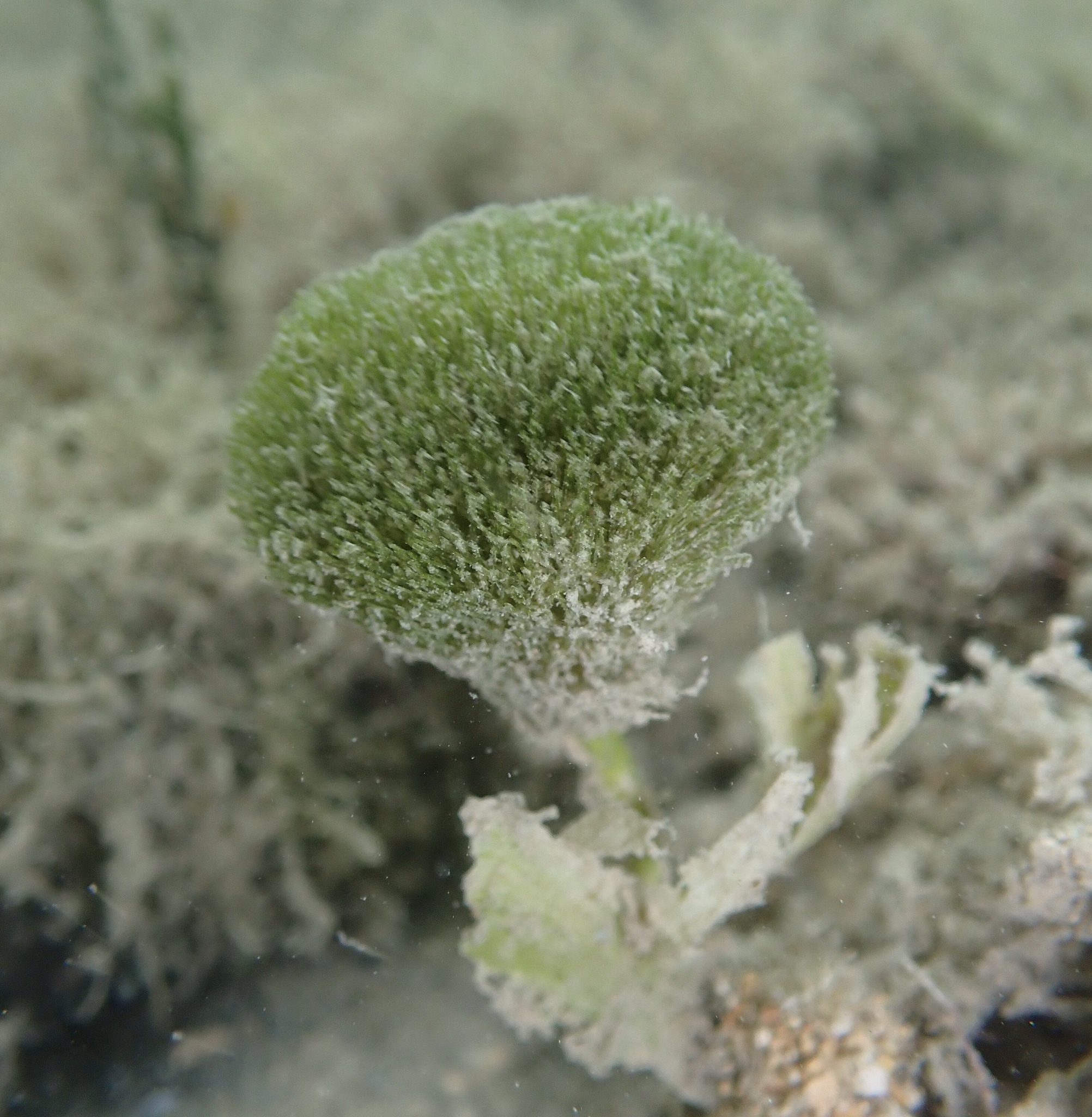 Penicillus capitatus Lam.