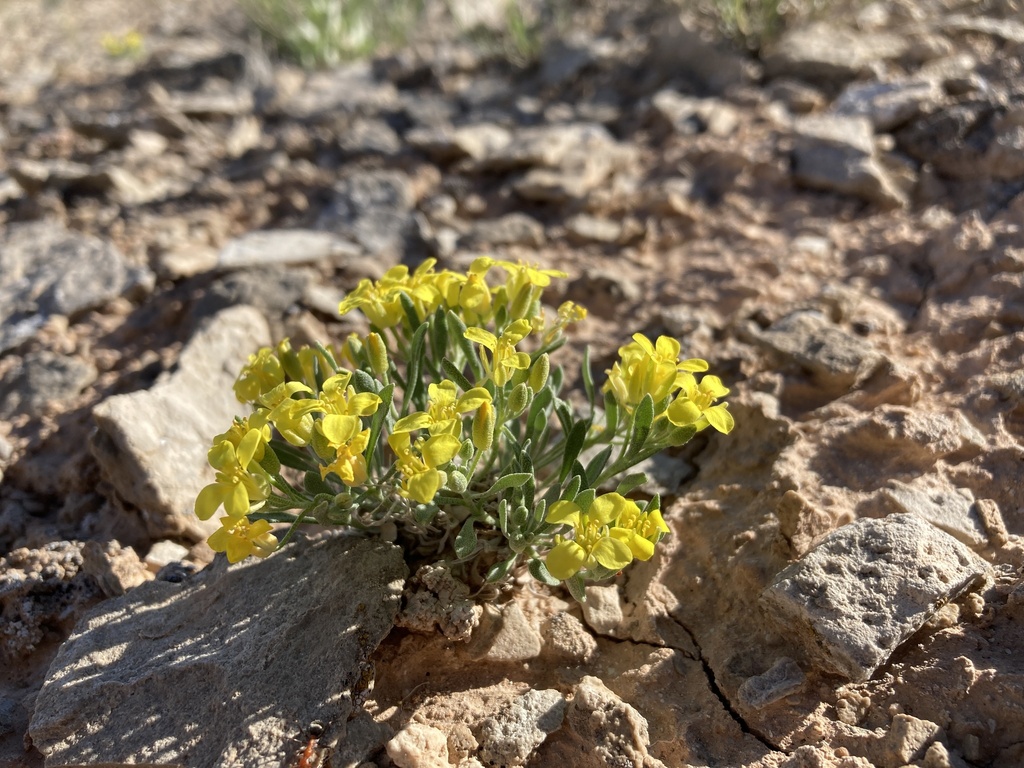 Physaria pachyphylla from Lovell, WY, US on June 15, 2022 at 06:08 PM ...
