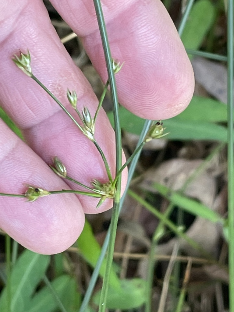 Leathery Rush from Boylin Rd, Polkton, NC, US on June 10, 2022 at 11:13 ...