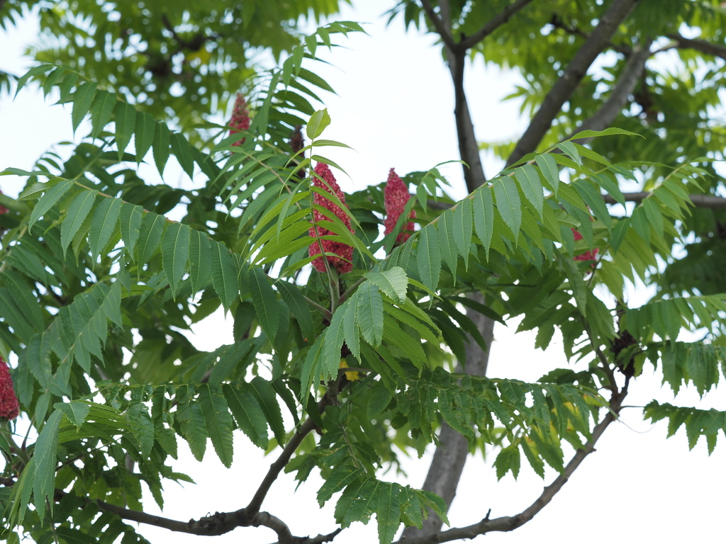 staghorn sumac from Pennsport, Philadelphia, PA, USA on June 15, 2022 ...