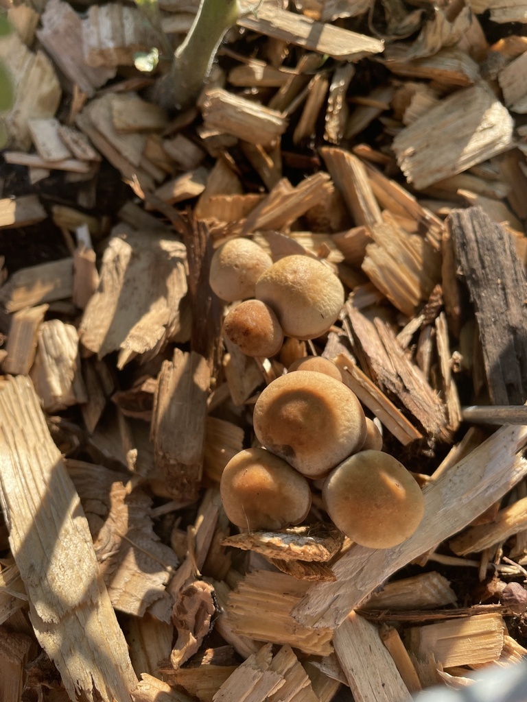 Banded Mottlegill from 14th Ave S, Minneapolis, MN, US on June 15, 2022 ...