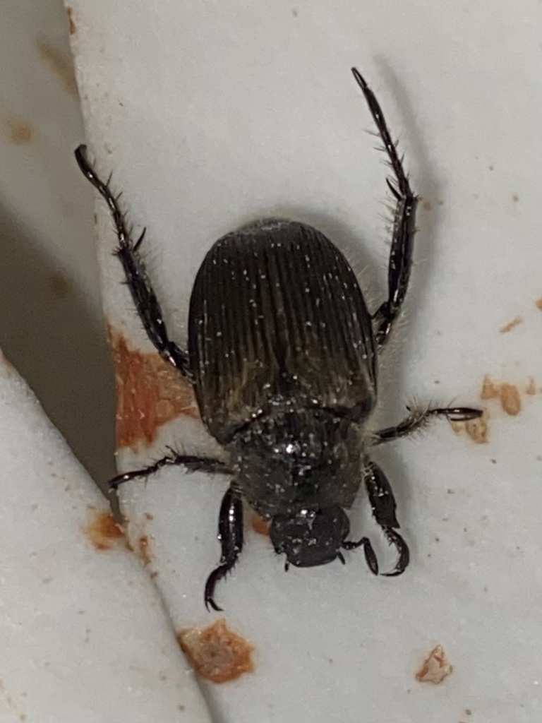 Pygmy Chafer from Johnny Cake Landing Rd, Frederica, DE, US on June 15 ...