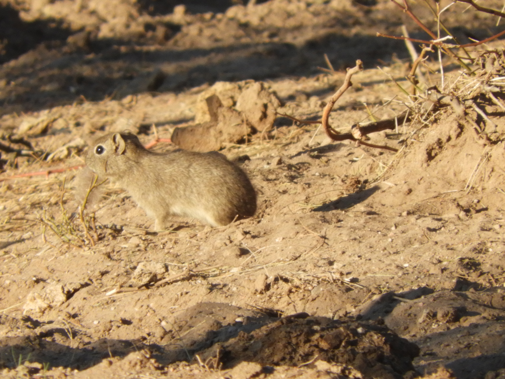 Microcavia H.Gervais & Ameghino, 1880