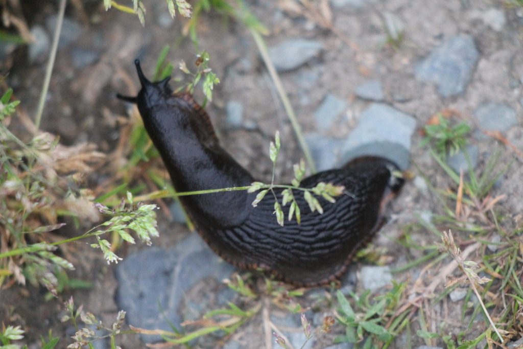 Black Slug from Surrey, BC, Canada on June 14, 2022 at 08:58 PM by ...