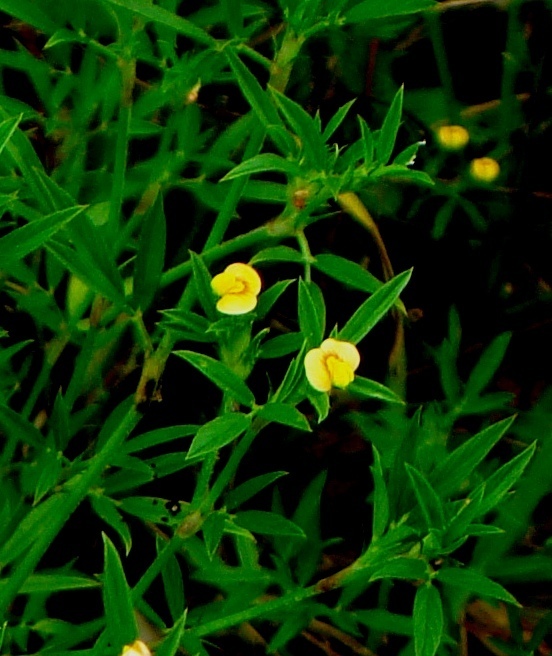 Townsville Stylo - WEED (Plants of Yourka Bush Heritage Reserve ...