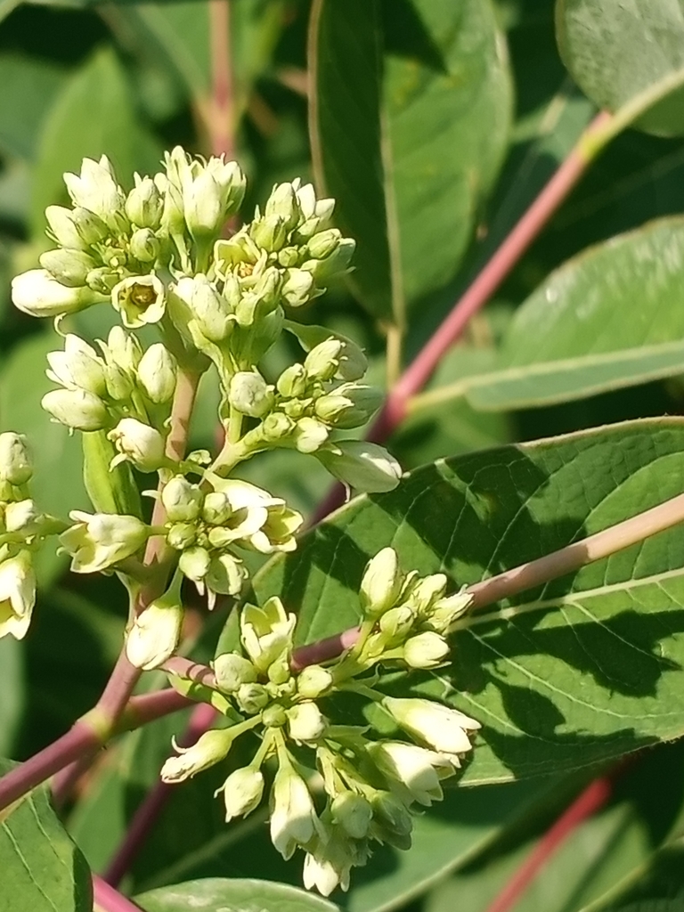 hemp dogbane from Federalsburg, MD 21632, USA on June 15, 2022 at 03:13 ...