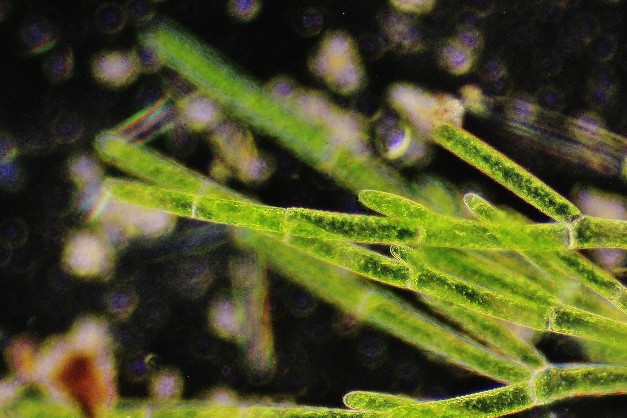 Cladophora glomerata (L.) Kütz.