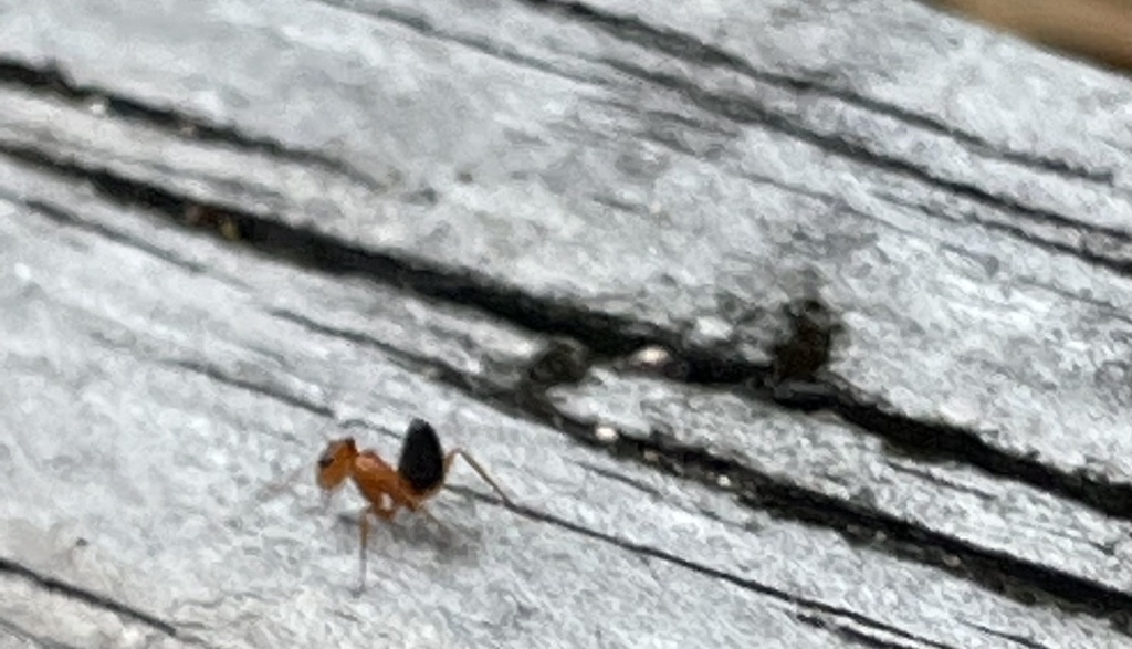 strobe ants from Horseshoe Bay, Florence Bay, QLD, AU on June 16, 2022 ...