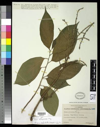 Ficus botryocarpa · iNaturalist Mexico