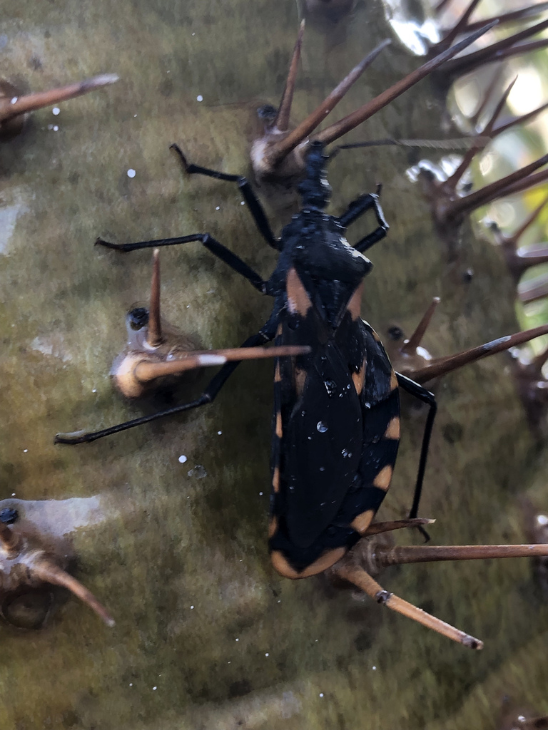 Triatoma longipennis from Mazatlán, SIN, MX on June 15, 2022 at 04:11 ...