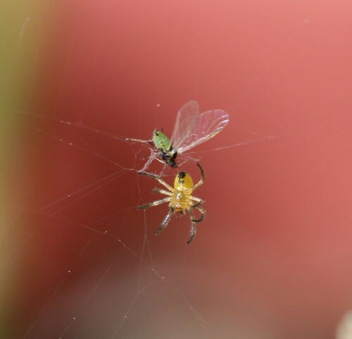 Observations by pamelagunn · iNaturalist