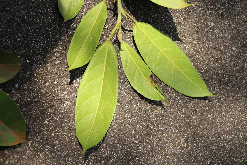 (Ficus subgelderi) - Botanical Realm